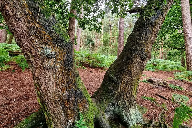 Linea Icons :20+ Best Sites for Free Icons